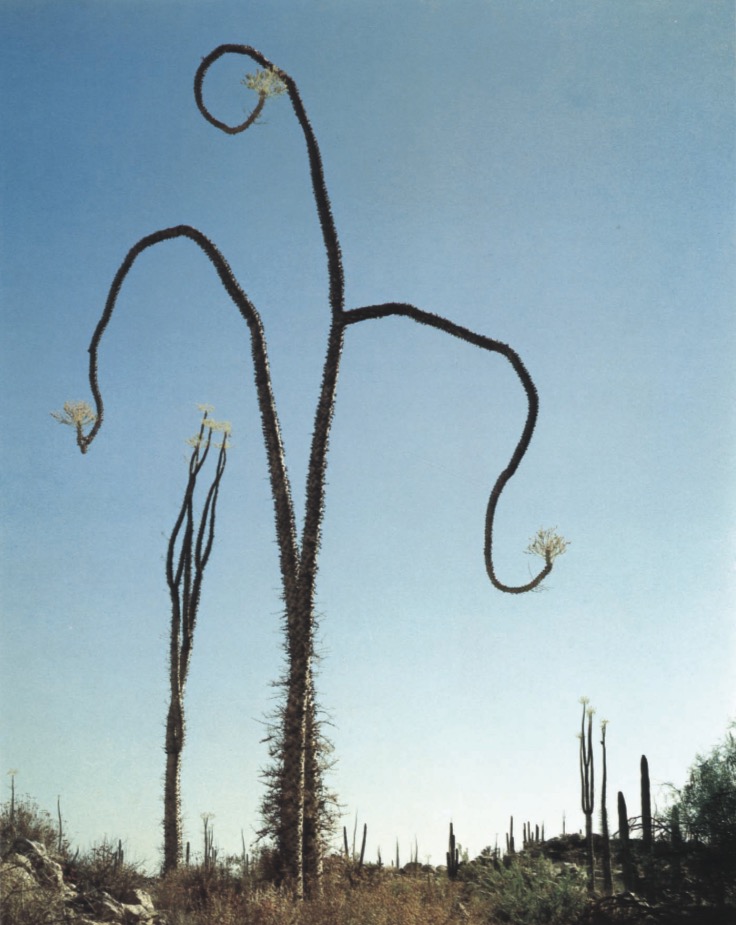 Eliot Porter – Intimate Landscapes | Photographs, Photographers and ...